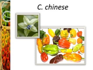Capsicum ( Capsicum annuum L. ) | PPTX