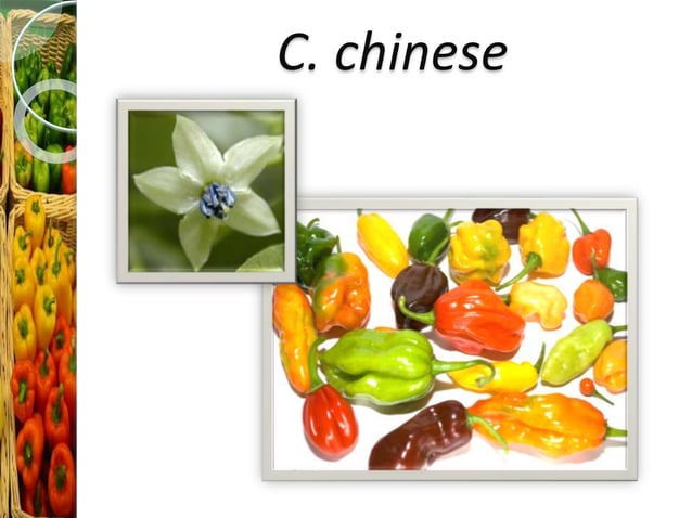 Capsicum ( Capsicum annuum L. ) | PPTX | Gardening | Home & Garden