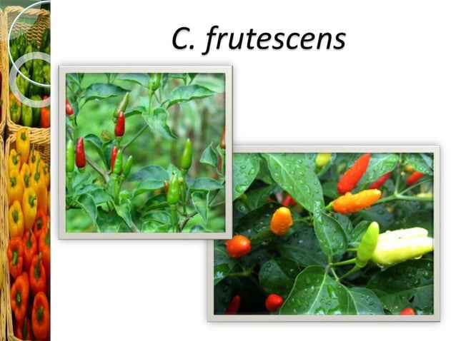 Capsicum ( Capsicum annuum L. ) | PPTX | Gardening | Home & Garden