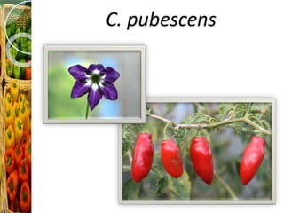 Capsicum ( Capsicum annuum L. ) | PPTX