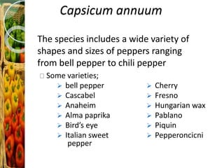 Capsicum ( Capsicum annuum L. ) | PPTX