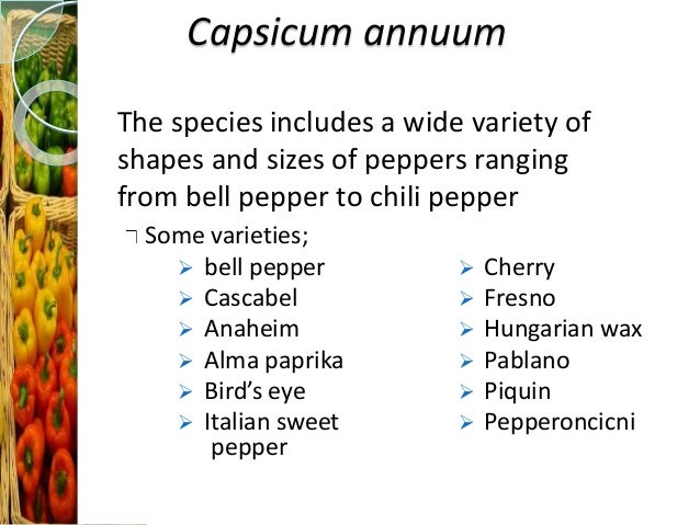 Capsicum ( Capsicum annuum L. )