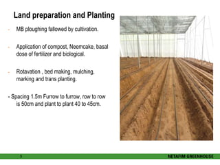 Capsicum - Greenhouse production | PPTX