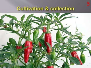 Capsicum | PPTX