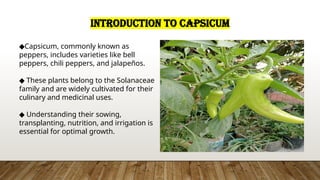 Capsicum.pptx for B.sc Agriculture Students | PPTX