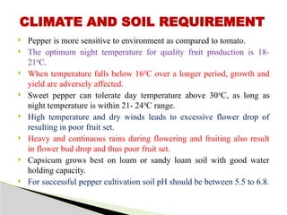 capsicum cultivation in agriculture.pptx