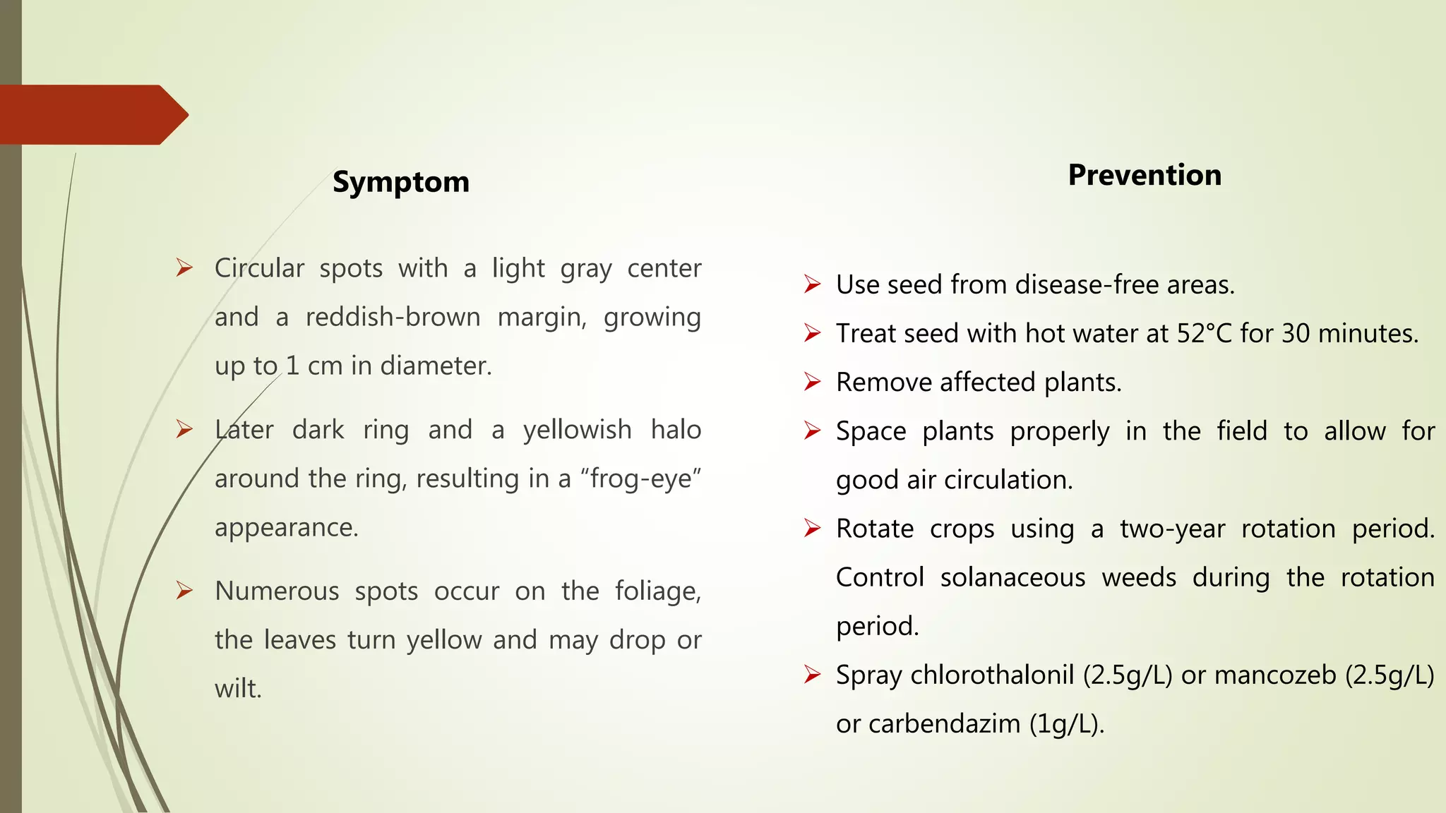 Capsicum disease and their management | PPTX