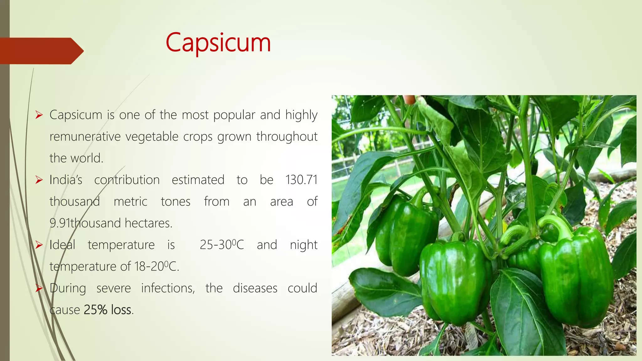 Capsicum disease and their management | PPTX