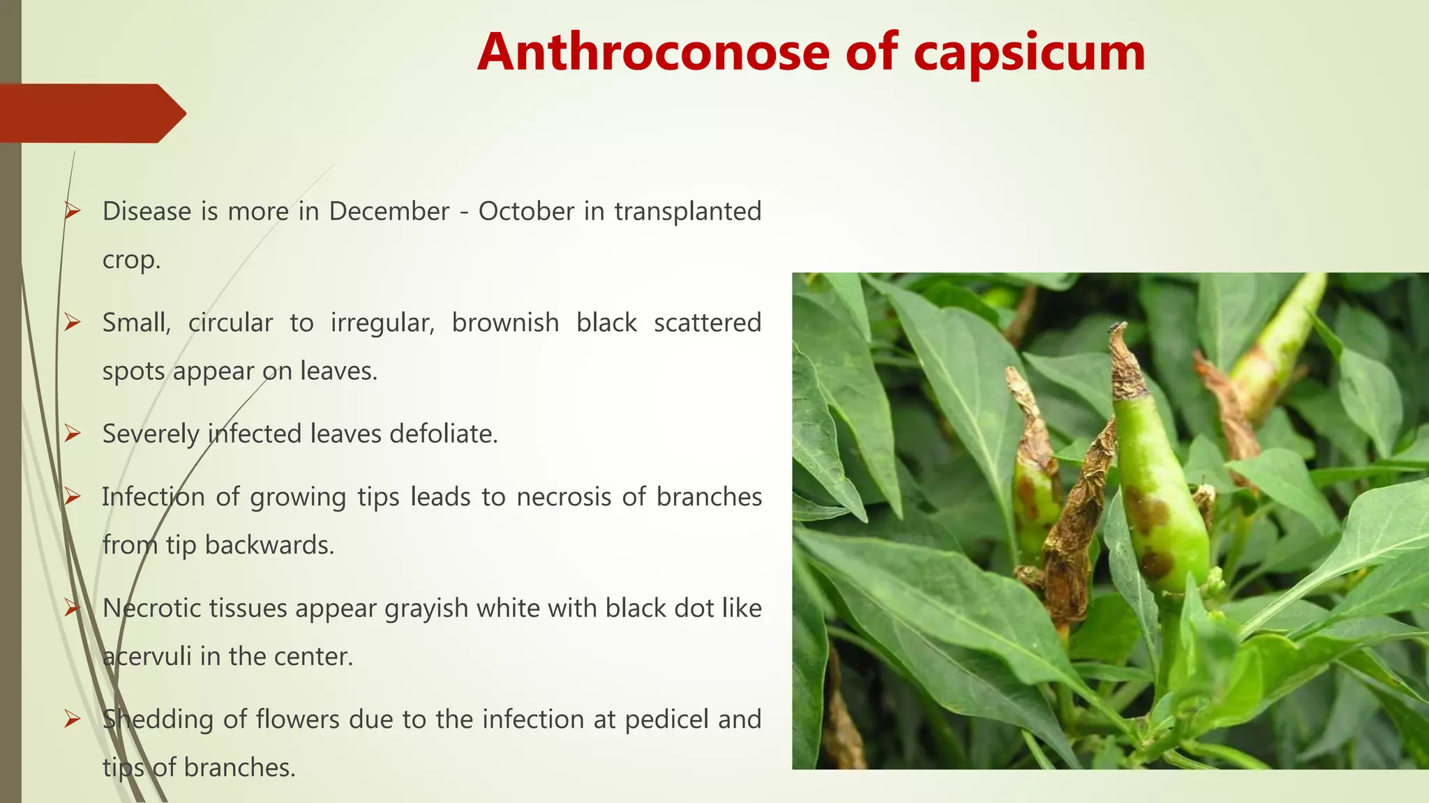 Capsicum disease and their management | PPTX