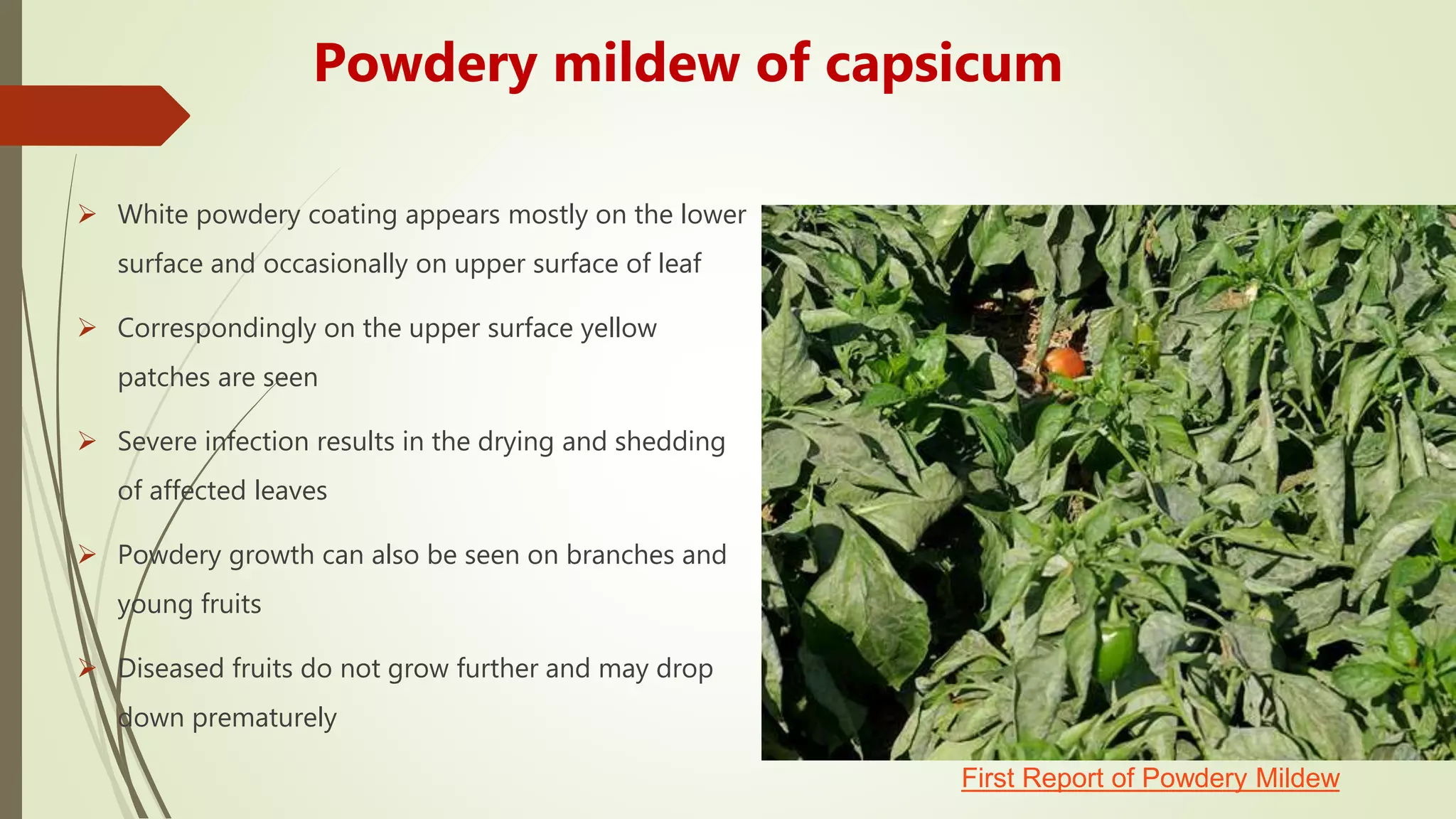 Capsicum disease and their management | PPTX