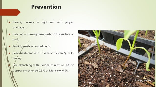 Capsicum disease and their management | PPTX