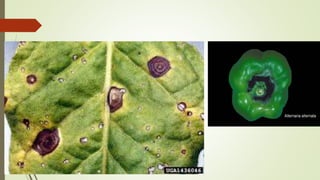 Capsicum disease and their management | PPTX