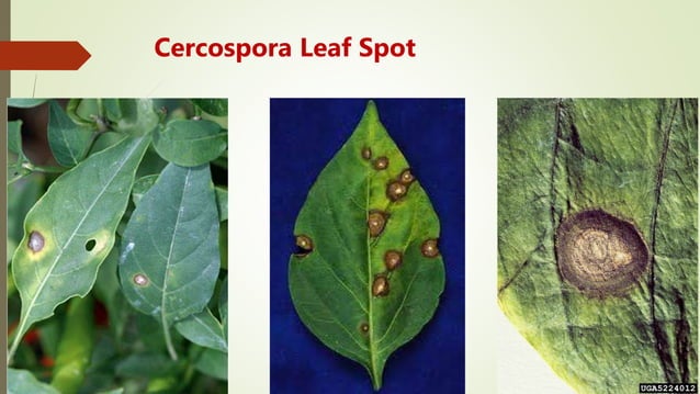 Capsicum disease and their management | PPTX