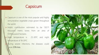 Capsicum disease and their management | PPTX