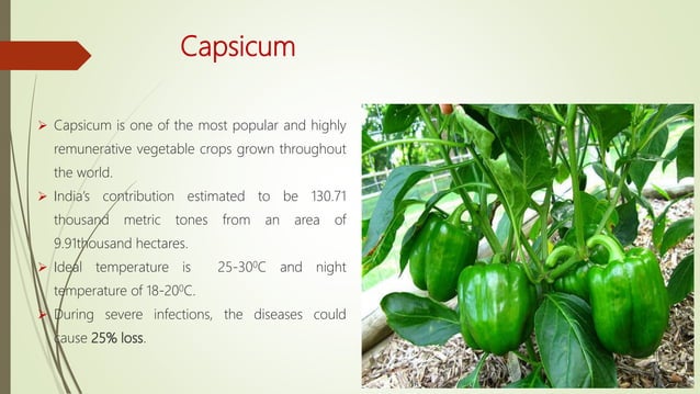 Capsicum disease and their management | PPTX