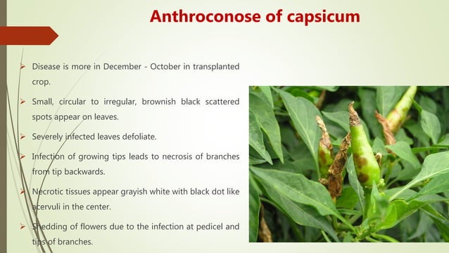 Capsicum disease and their management | PPTX