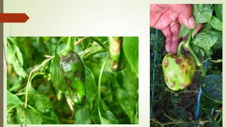 Capsicum disease and their management | PPTX