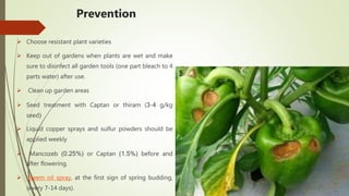 Capsicum disease and their management | PPTX