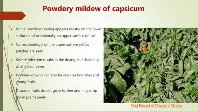 Capsicum disease and their management | PPTX
