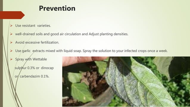 Capsicum disease and their management | PPTX