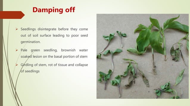 Capsicum disease and their management | PPTX