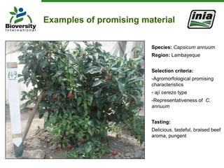 Underutilized Capsicum pepper diversity in its Andean centre of origin ...