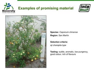 Underutilized Capsicum pepper diversity in its Andean centre of origin ...