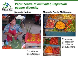 Underutilized Capsicum pepper diversity in its Andean centre of origin ...