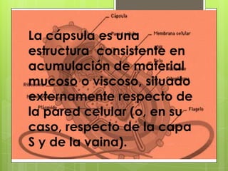 Capsula | PPTX