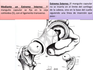 CAPSULA_ARTICULAR_DE_LA_CADERA.pptx
