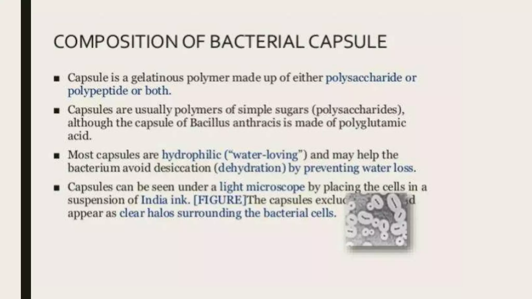 BACTERIAL CAPSULE.pptx