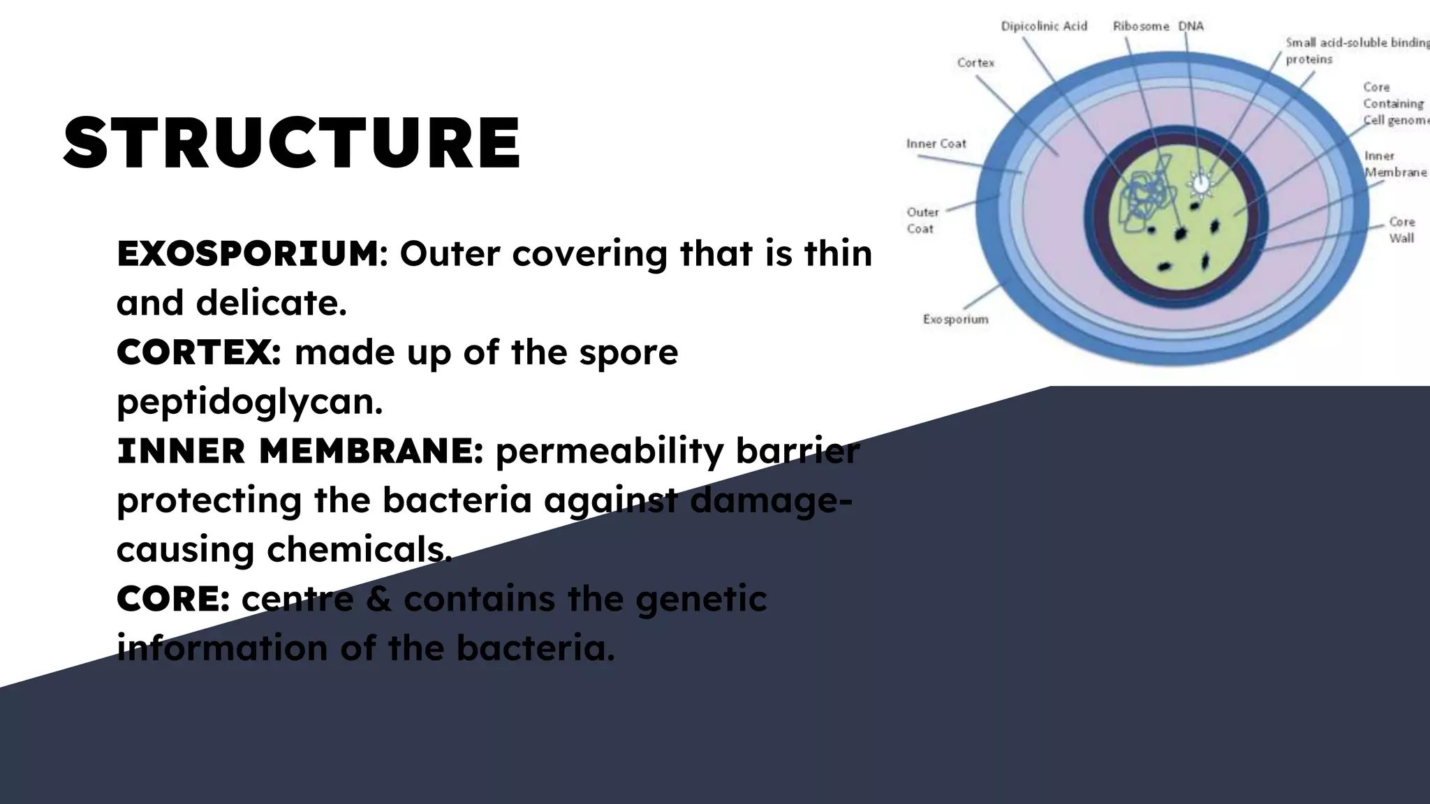Capsule, Pili, Endospore.pptx