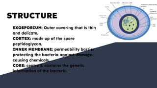Capsule, Pili, Endospore.pptx