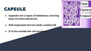 Capsule, Pili, Endospore.pptx