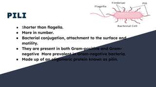 Capsule, Pili, Endospore.pptx