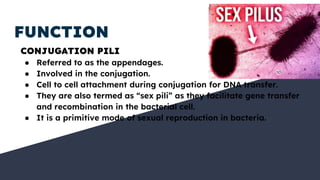 Capsule, Pili, Endospore.pptx