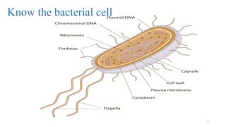 Capsule staining | PPTX