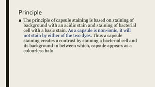 Capsule staining | PPTX | Biological Sciences | Science