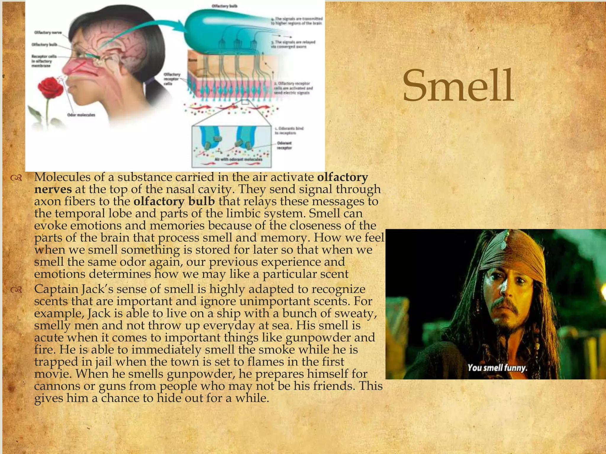 Sensing the World Assignment: Captain Jack Sparrow | PPTX