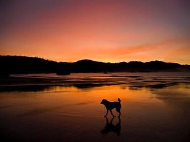 Captivating Examples Of Silhouette Photography