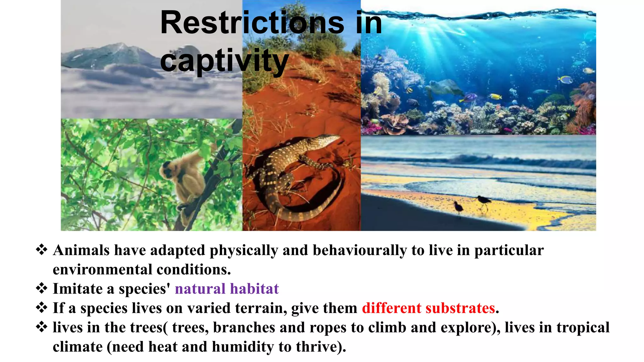 captive animals enclosers.pptx
