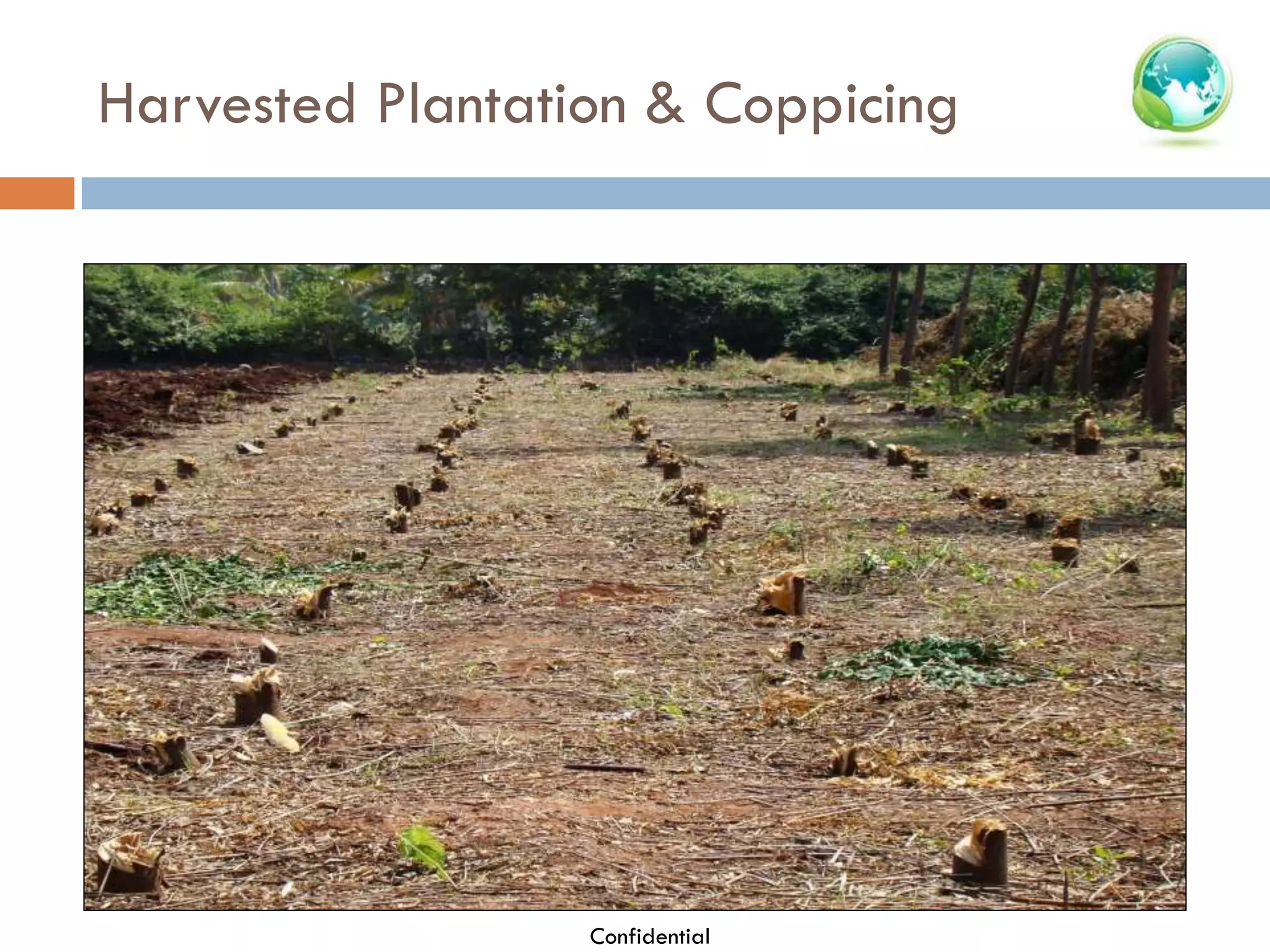 Captive biomass energy plantations | PDF