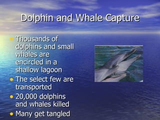Captivity of dolphins and whales | PPT