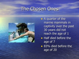 Captivity of dolphins and whales | PPT