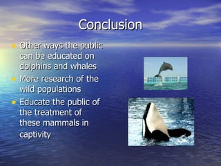 Captivity of dolphins and whales | PPT