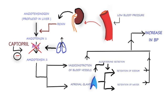 CAPTOPRIL PRESENTATION Pharmacology pptx | PPTX | Heart and ...