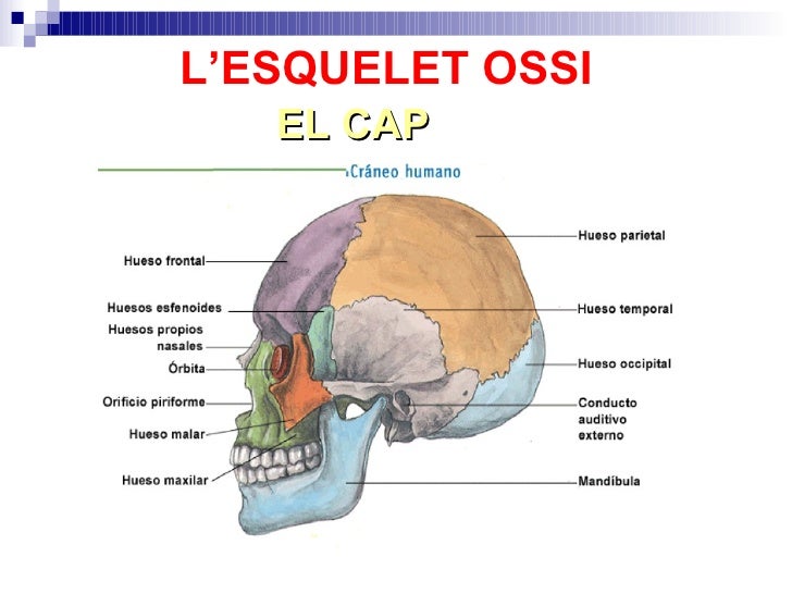 Cap,tronc i cv