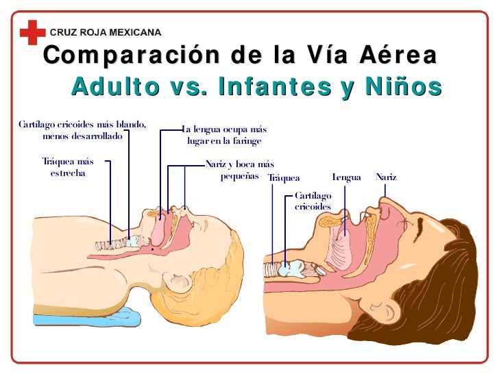 CapíTulo 07 Manejo BáSico De La VíA AéRea