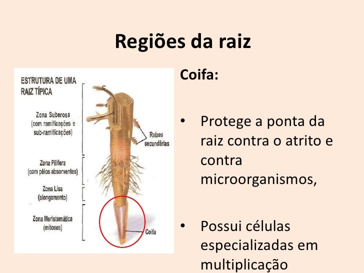 Capítulo 05 - reino das plantas II