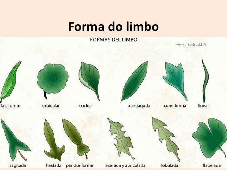 Capítulo 05 - reino das plantas II